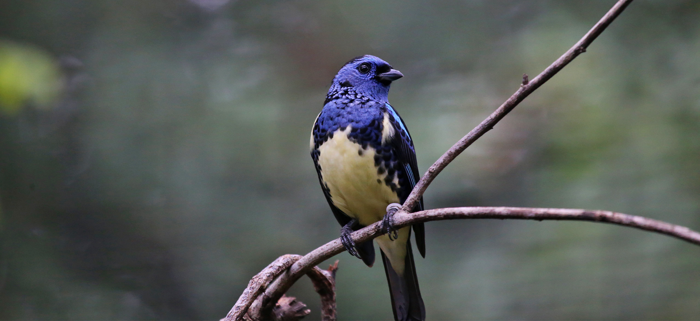 Venezuelan Amazon deforestation expands due to lawlessness, mining ...