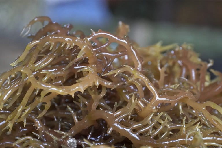 Seaweed an increasingly fragile lifeline for Philippine farmers