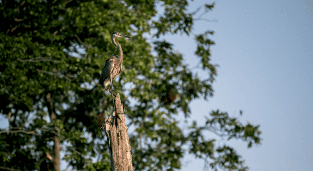 Small conservation areas provide large benefits for biodiversity ...