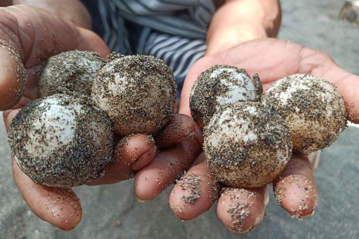 In Indonesia's West Sumbawa, tide turns on taste for turtle eggs