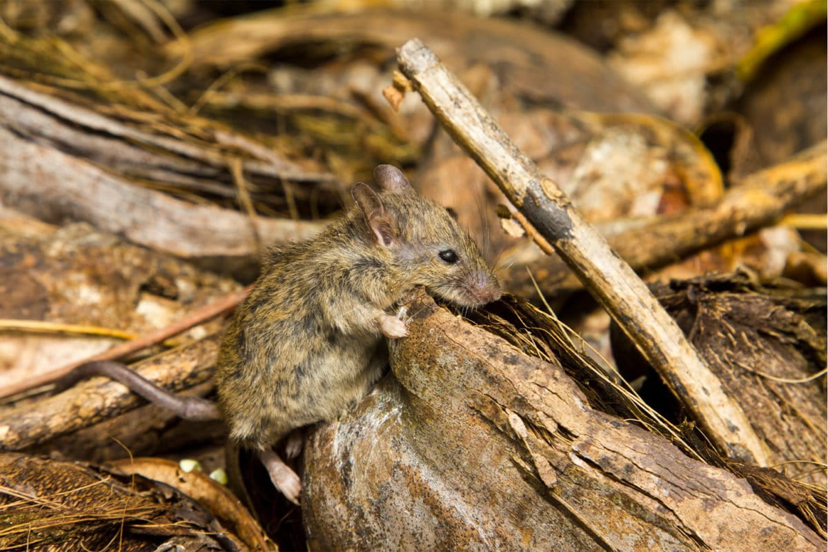 Stamping out invasive species has successful track record on islands ...