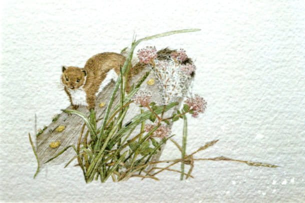 Wildlife lover and artist records 5 decades of change on iconic U.K. river