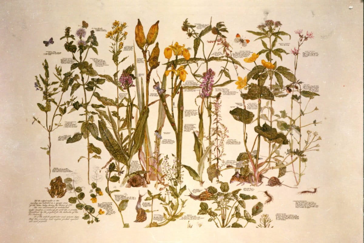 Wildlife lover and artist records 5 decades of change on iconic U.K. river