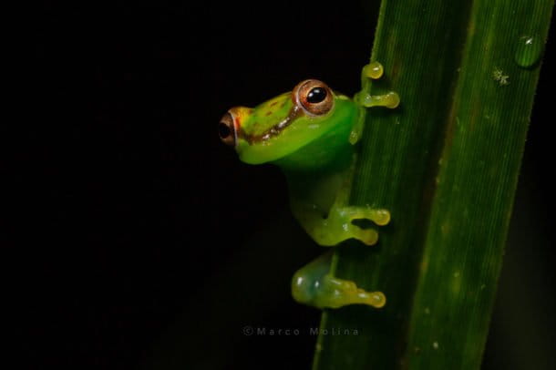 Tiny new tree frog species found in rewilded Costa Rican nature reserve