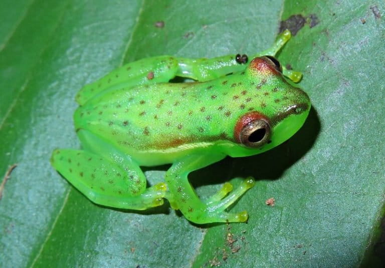 Tiny new tree frog species found in rewilded Costa Rican nature reserve