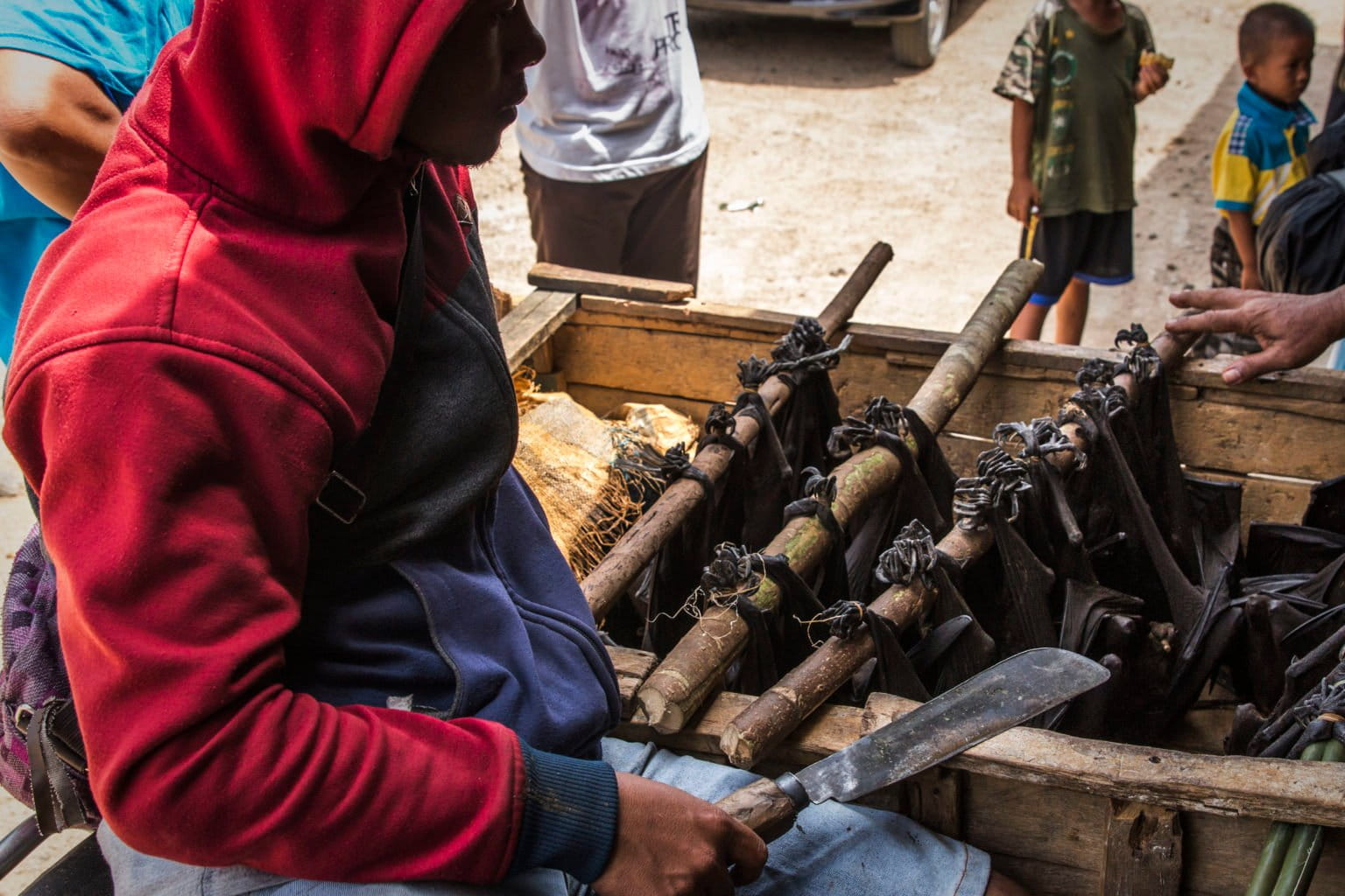 Education can change local perception of bats, help conserve species ...