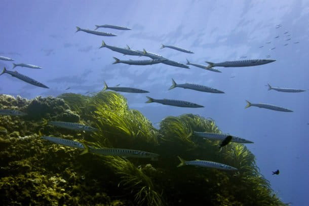 ‘Mind-blowing’ marine heat waves put Mediterranean ecosystems at grave risk