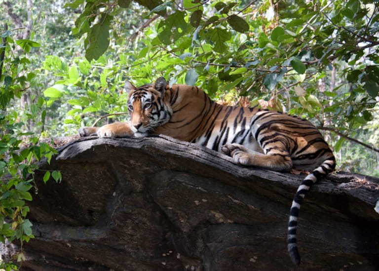 ‘South Asia needs its own tiger plan’: Q&A with Nepal’s Maheshwar Dhakal