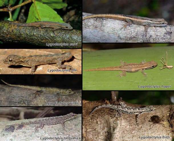 Eight new-to-science geckos described from biodiversity haven Madagascar