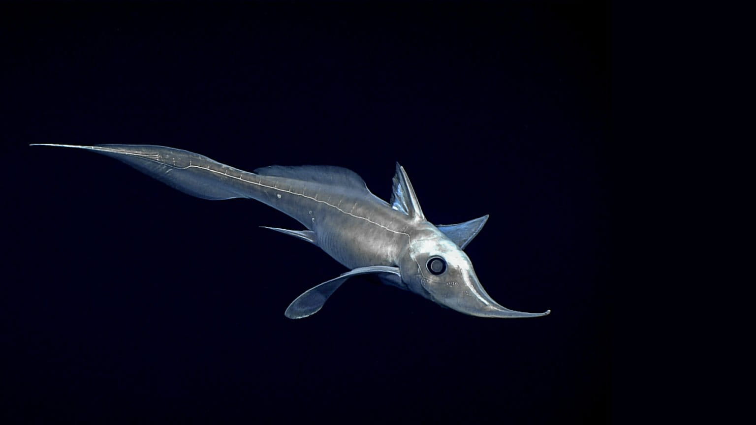 Deep-sea mining meetings conclude after stalemate on key agenda items