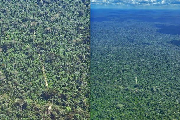 Road network spreads ‘arteries of destruction’ across 41% of Brazilian ...