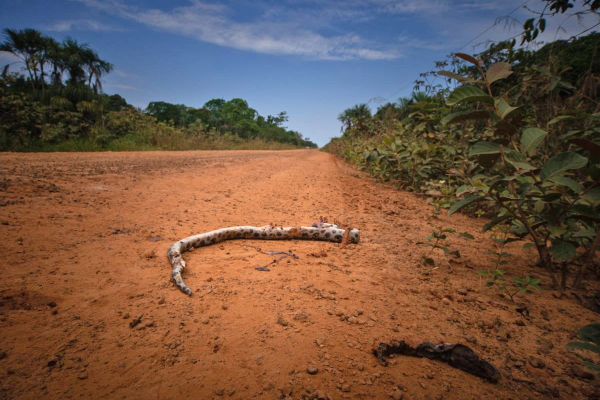Road network spreads ‘arteries of destruction’ across 41% of Brazilian ...