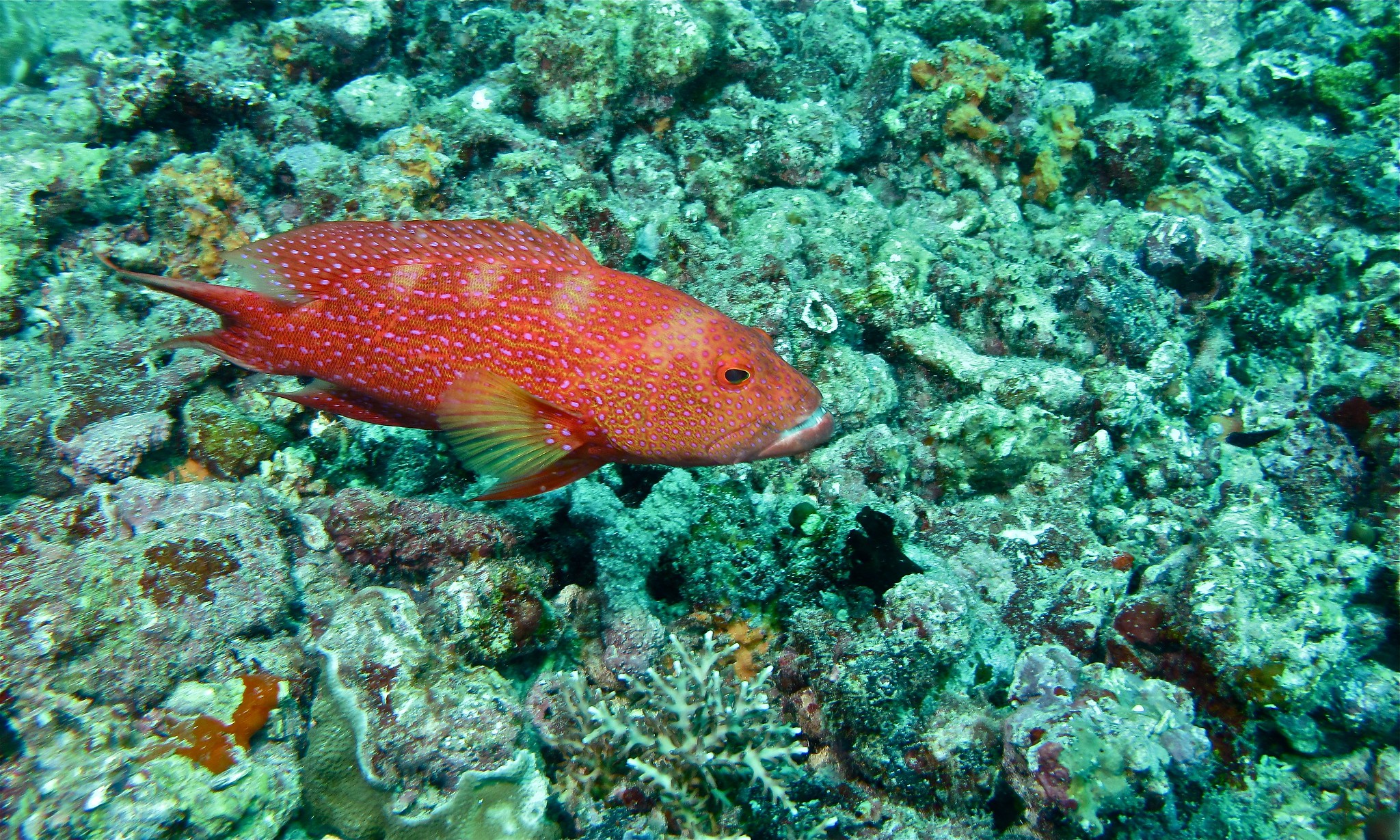 Faced with grouper, snapper decline, Indonesia adopts harvest strategy