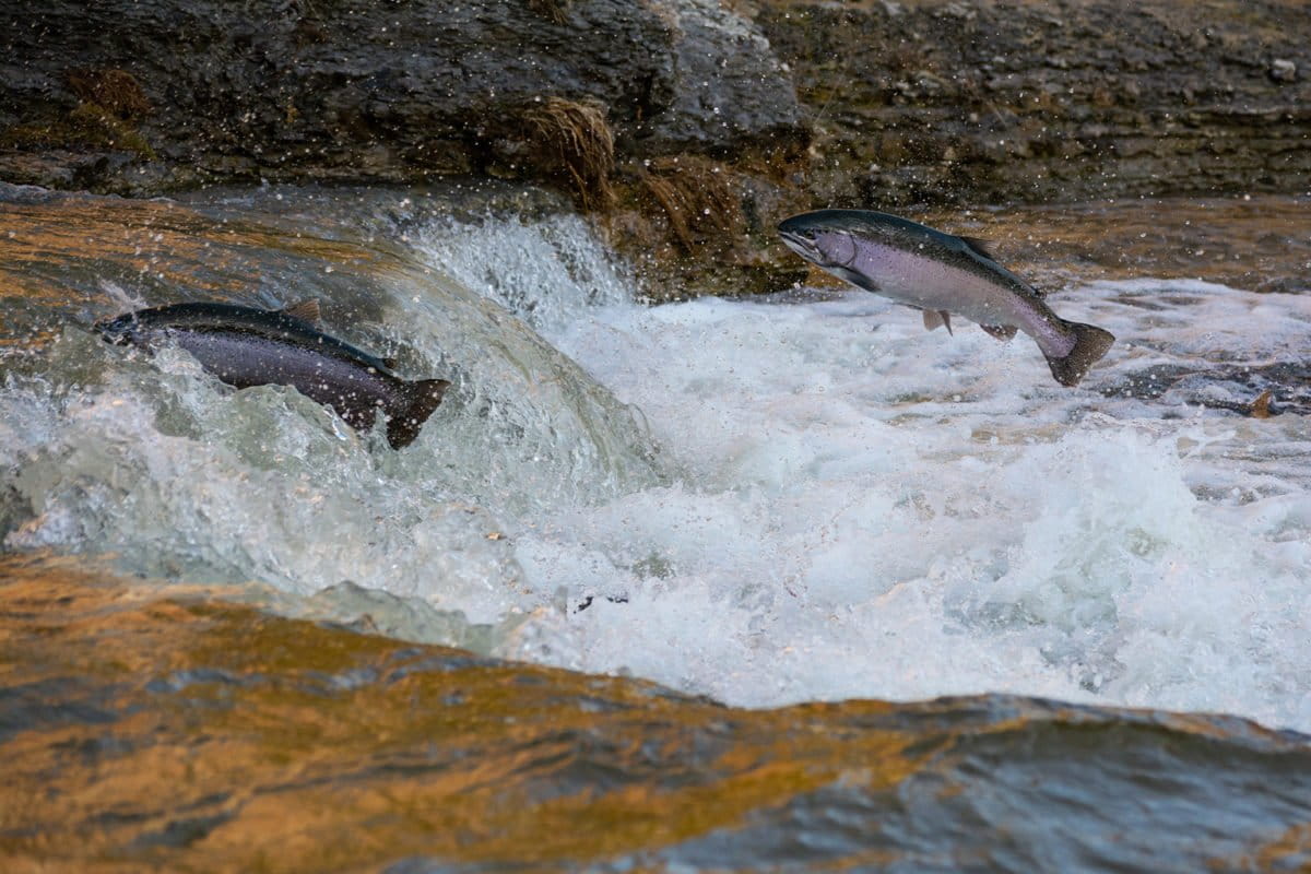 Examining cooperation in nature: Q&A with author Kristin Ohlson