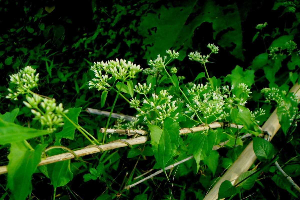 Documenting Nepal’s plant-based medical tradition: Q&A with Ram Prasad ...