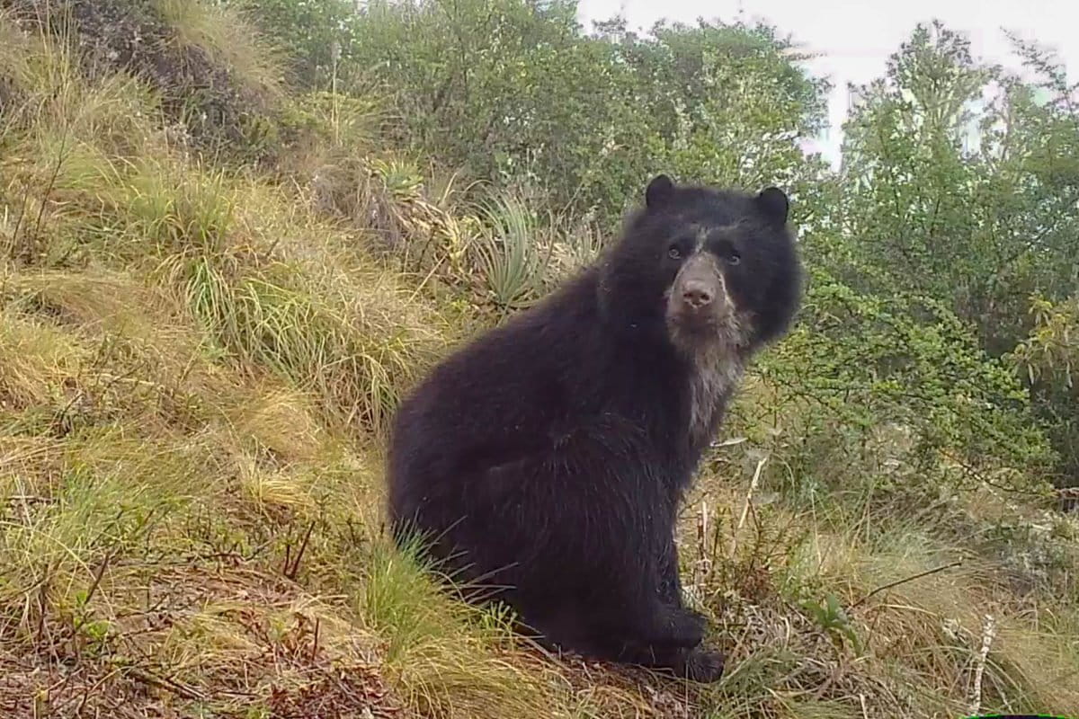How bears “make” a forest (commentary)