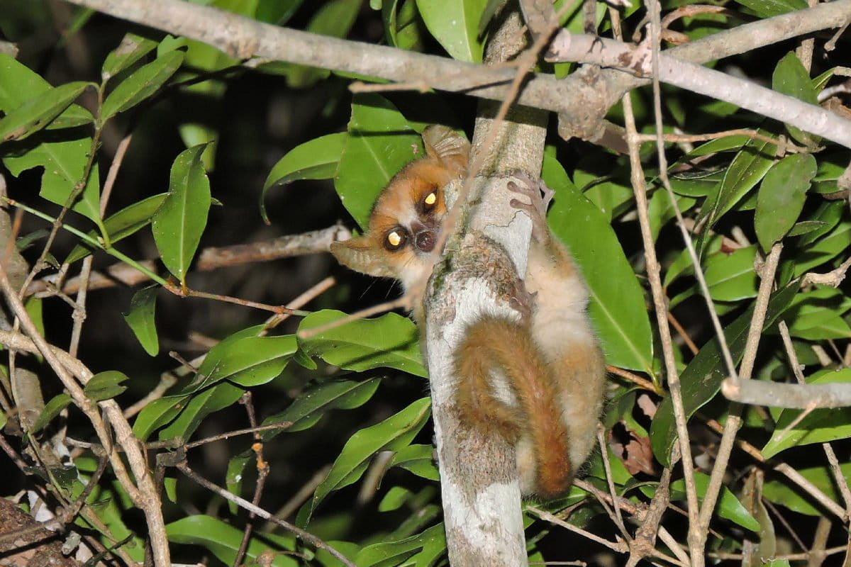 World’s smallest primate is fading into extinction, scientists fear