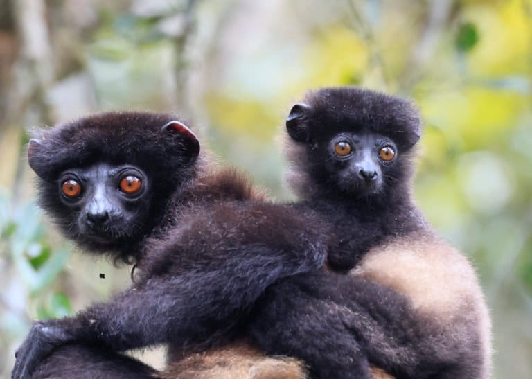 World’s smallest primate is fading into extinction, scientists fear