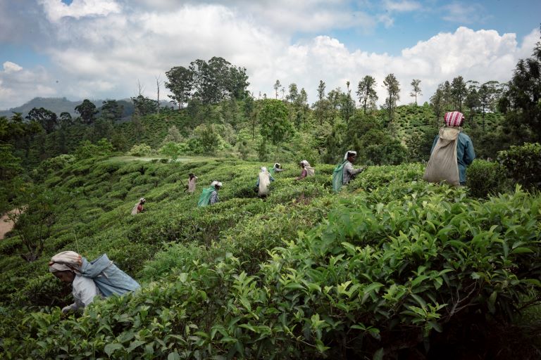Photos: How Sri Lanka’s forced organic transition crippled its tea industry