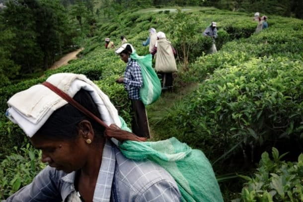 Photos: How Sri Lanka’s forced organic transition crippled its tea industry