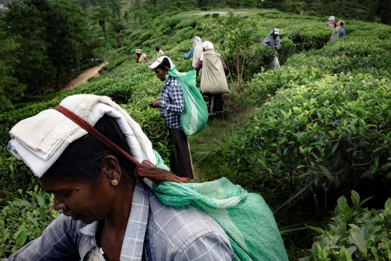 Photos: How Sri Lanka’s forced organic transition crippled its tea industry