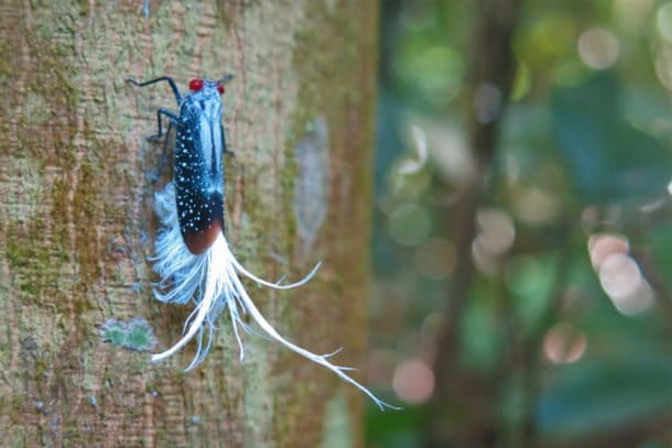 Trouble in the tropics: The terrestrial insects of Brazil are in decline