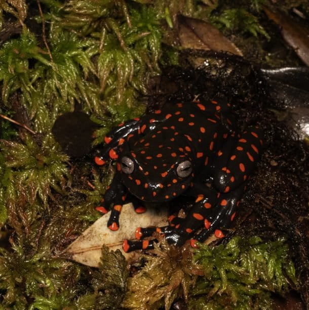 Toxic new frog species from Ecuador named after Family Guy’s Seth ...