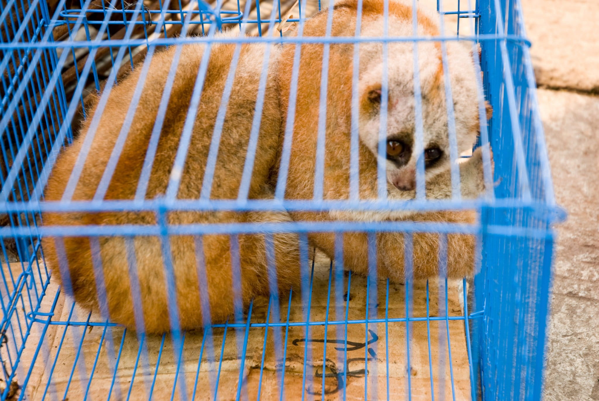 The slow, toxic and sleepy life of lorises is coded in their genes