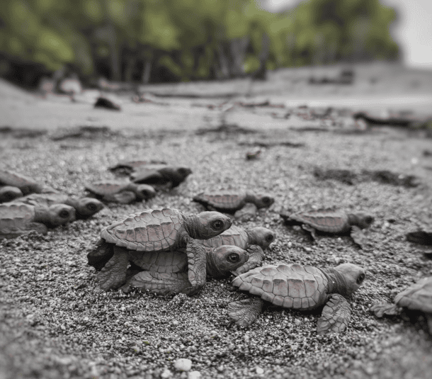 Heat-sensing drone cameras spy threats to sea turtle nests