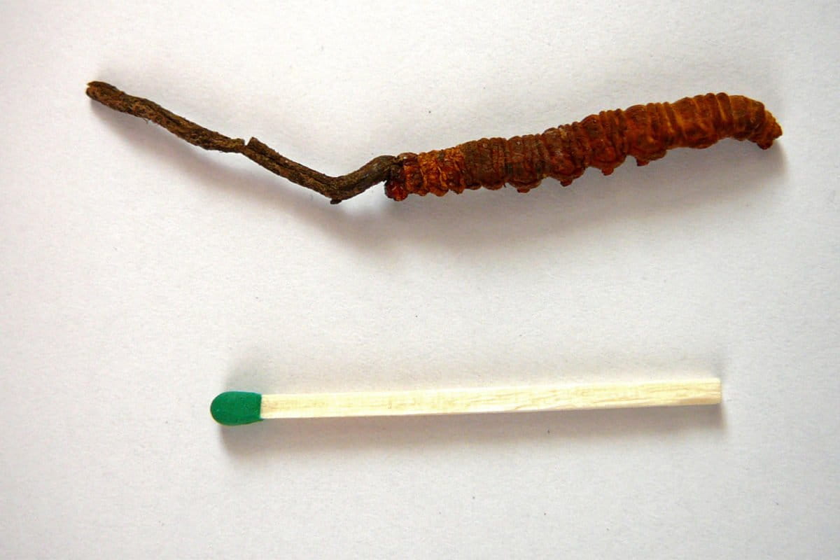 Traditional healers push for recognition and licensing of age-old ...