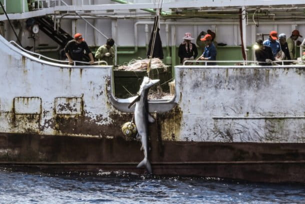 Exclusive: Shark finning rampant across Chinese tuna firm’s fleet