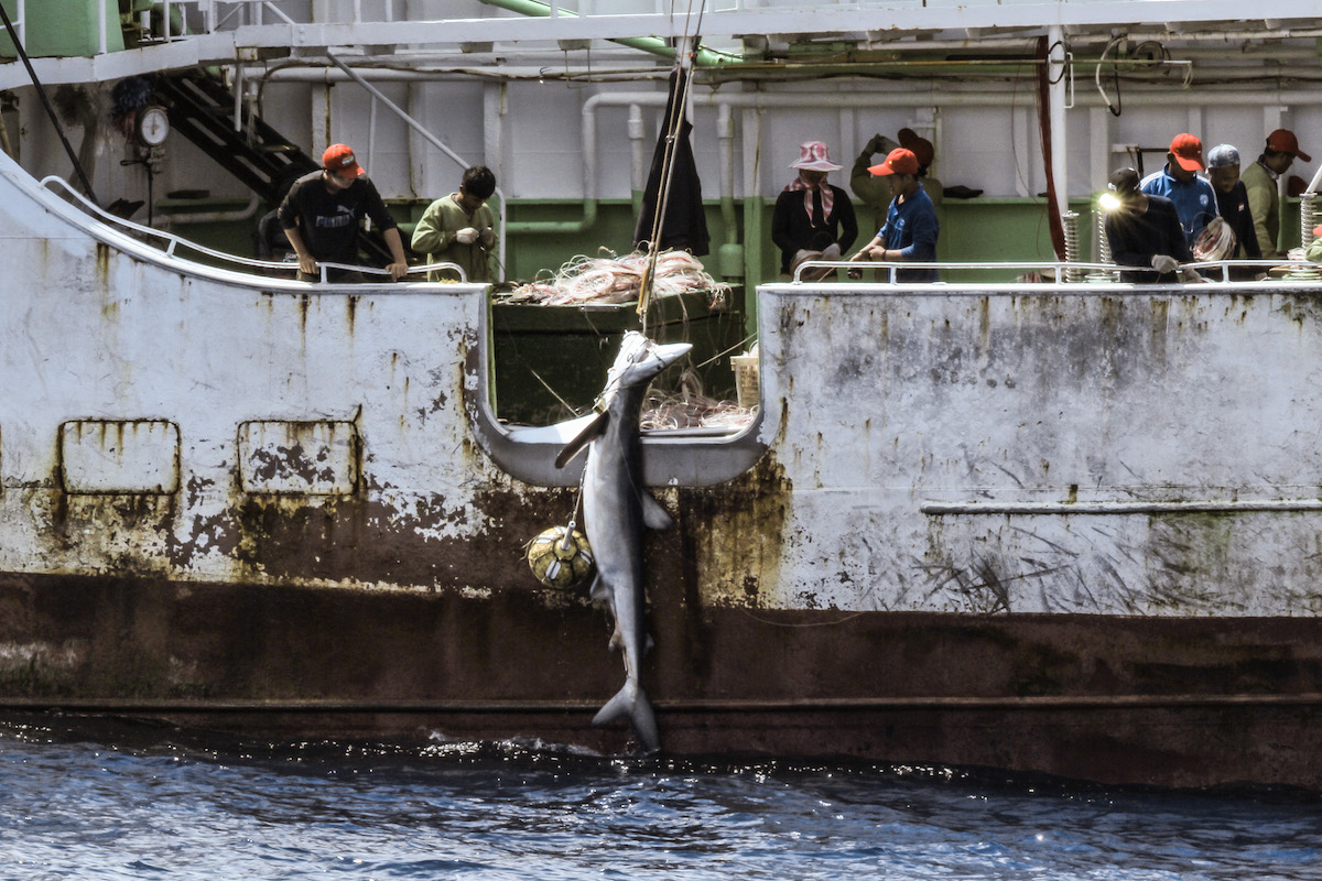 Exclusive: Shark finning rampant across Chinese tuna firm’s fleet