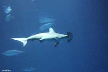 Exclusive: Shark finning rampant across Chinese tuna firm’s fleet
