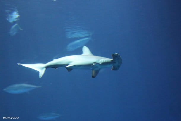 Exclusive: Shark finning rampant across Chinese tuna firm’s fleet