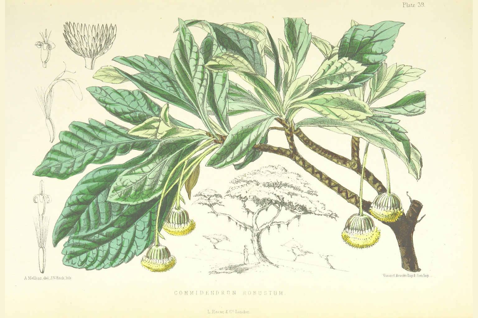 Meet the Millennium Forest: A unique tropical island reforestation project
