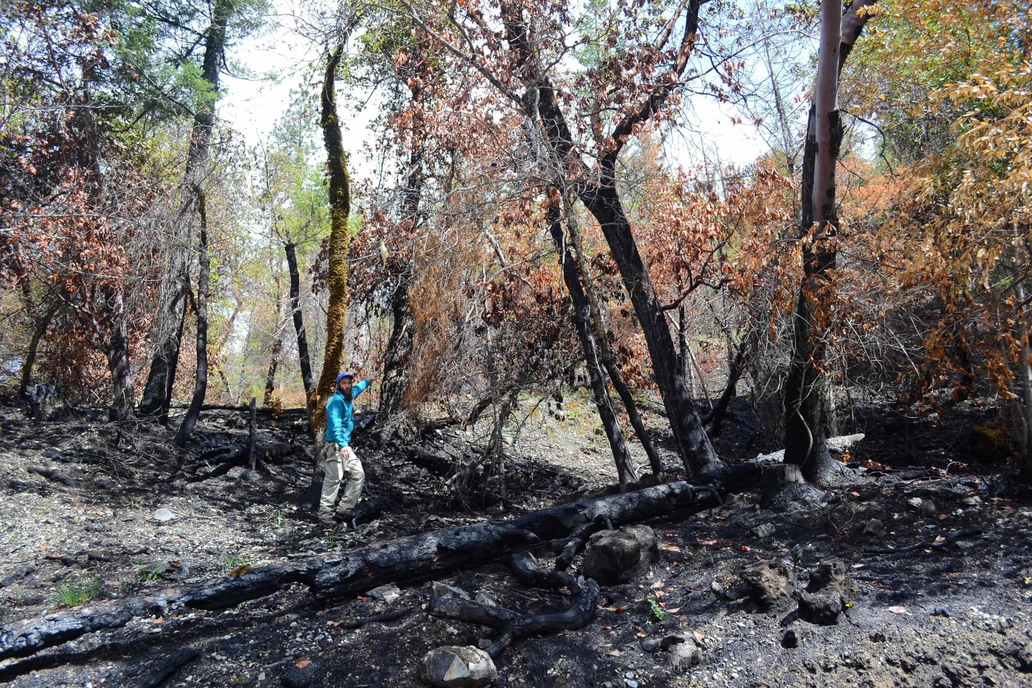 Tribe and partners light up a forest to restore landscape in California
