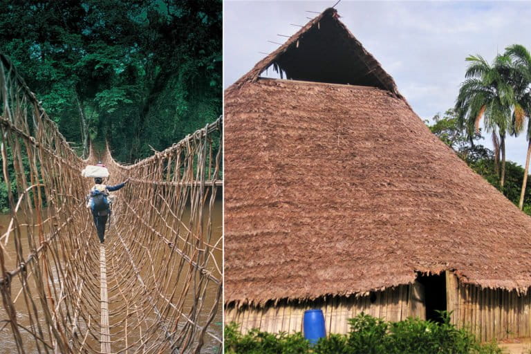 More than half of palm species may be threatened with extinction, study ...