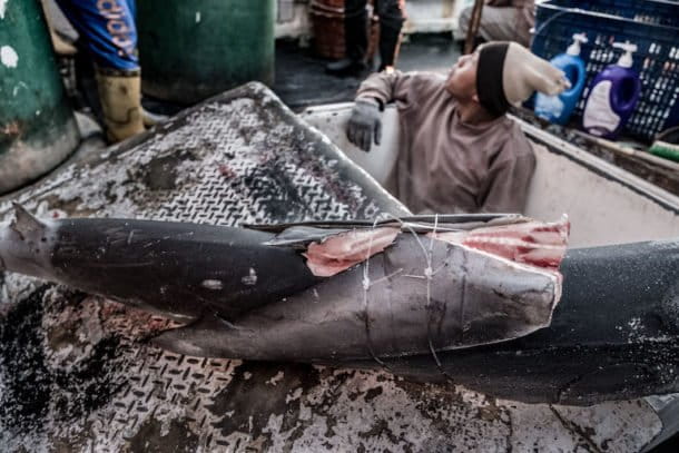 How Mitsubishi vacuumed up tuna from a rogue Chinese fishing fleet