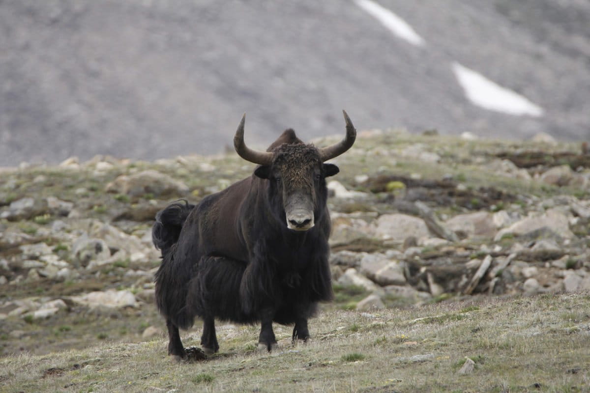 Nepal's wild yaks ‘need more conservation than research’: Q&A with ...