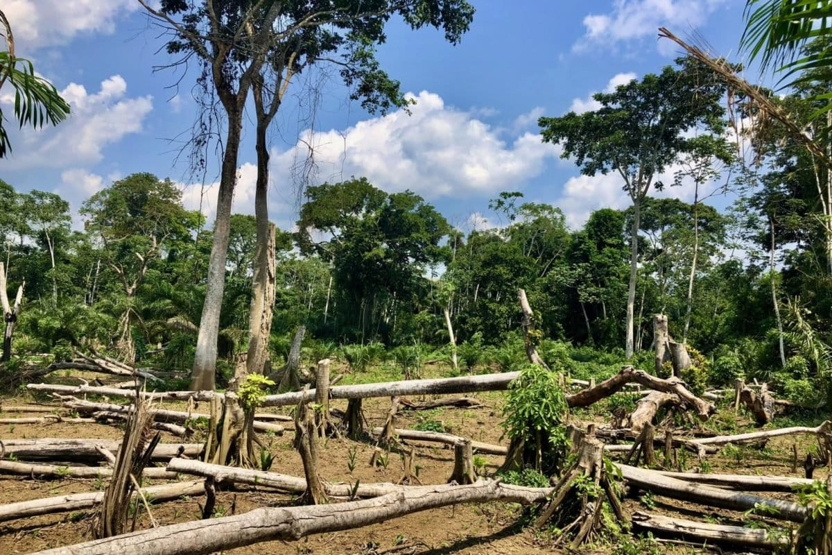 COP27 long on pledges, short on funds for forests — Congo Basin at risk