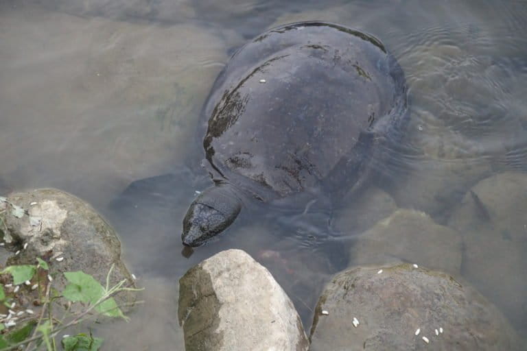 In Nepal, a turtle that rose from the dead makes another grand entrance