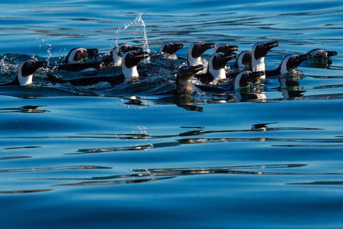 Will shipping noise nudge Africa’s only penguin toward extinction?