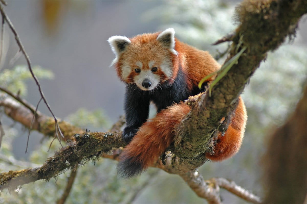 New standard brings best practices to bear in Nepal’s red panda ...