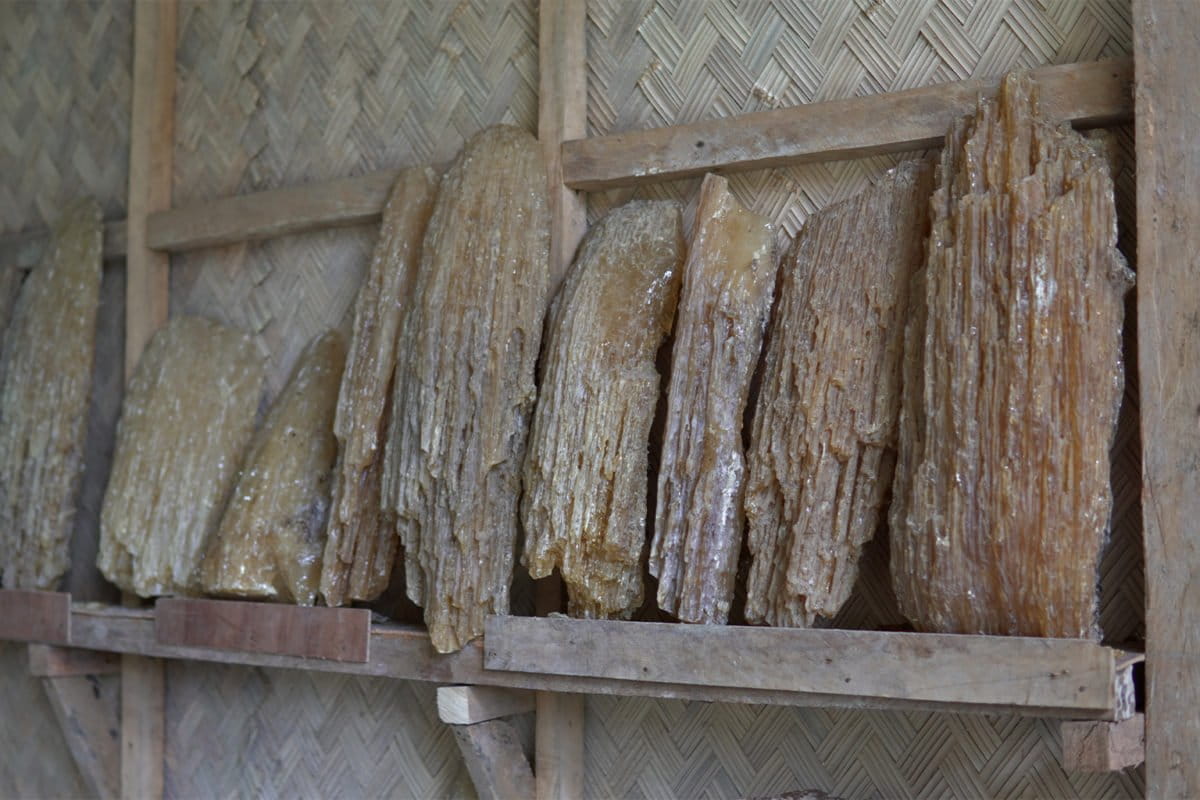 A Philippine resin trade proves sustainable for forests, but not tappers