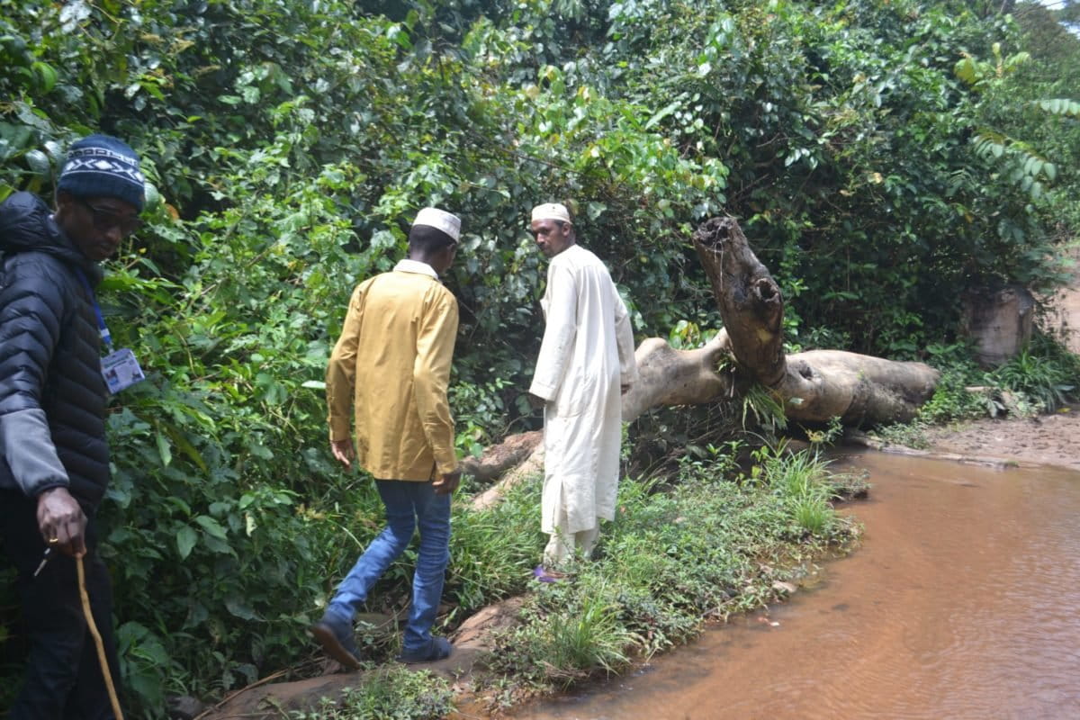 To replace Western food imports, Cameroon gives community lands to 'no ...