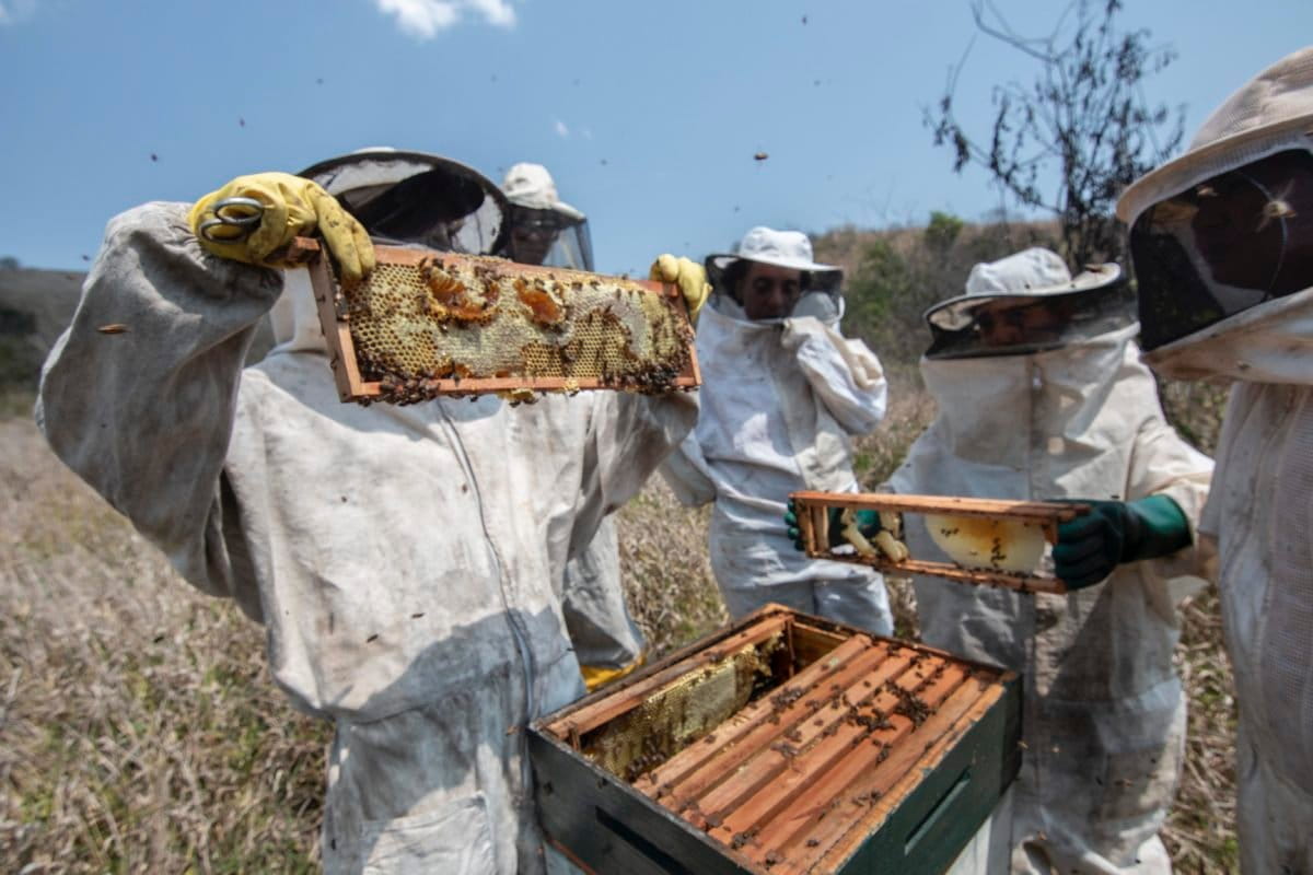 Photos: Newcomer farmers in Brazil embrace bees, agroforestry and find ...