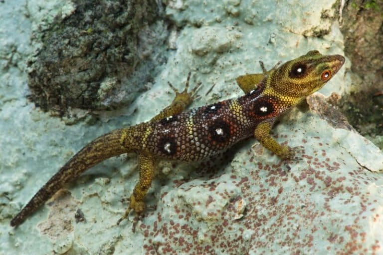 Rare, critically endangered gecko making dramatic recovery in Caribbean