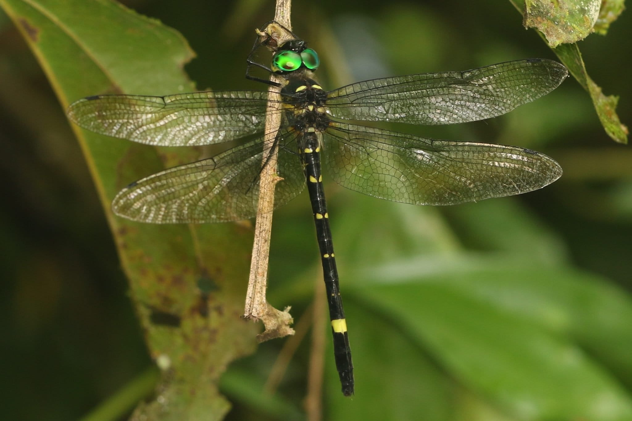 Green and gossamer, and not gone: A Sri Lankan dragonfly flits back to life