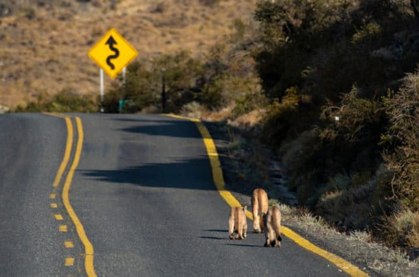 In Patagonia, a puma’s life is decided by political borders