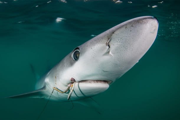 Shark-fishing gear banned across much of Pacific in conservation 'win'